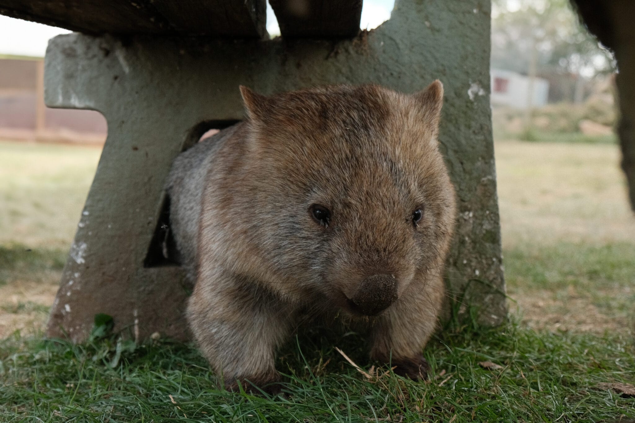 Wombats, Swimming Caves, Blue Mountains Camping